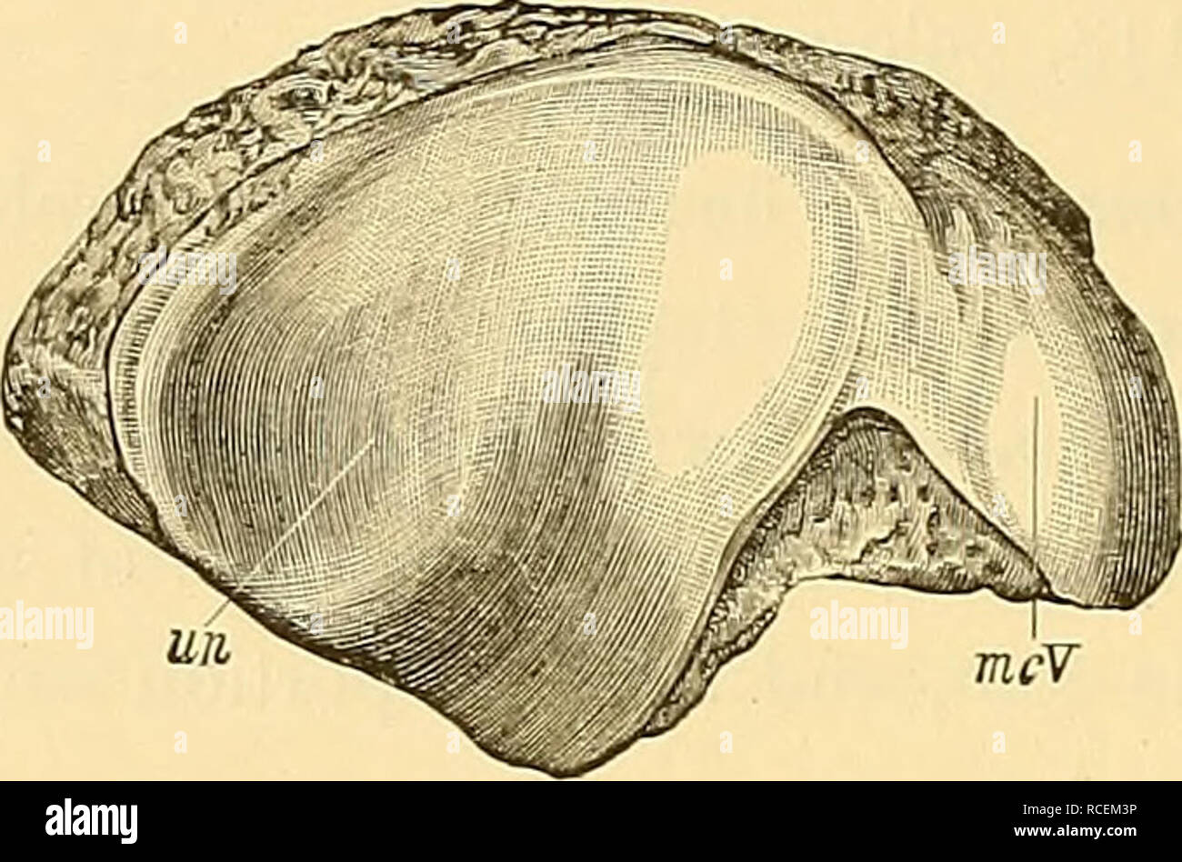 Pyramidal bone hi-res stock photography and images - Alamy