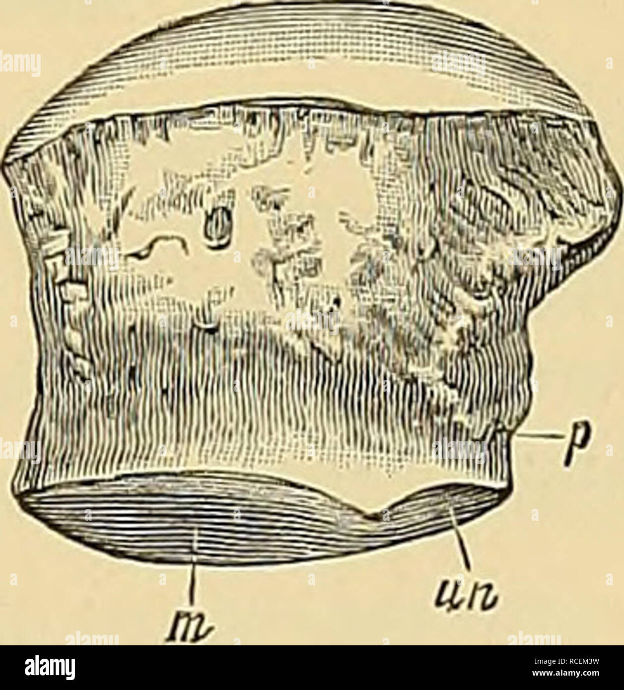 . Dinocerata : a monograph of an extinct order of gigantic mammals ...