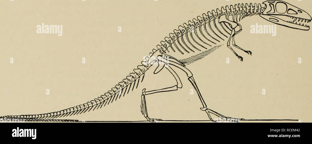 . The dinosaur book : the ruling reptiles and their relatives ...
