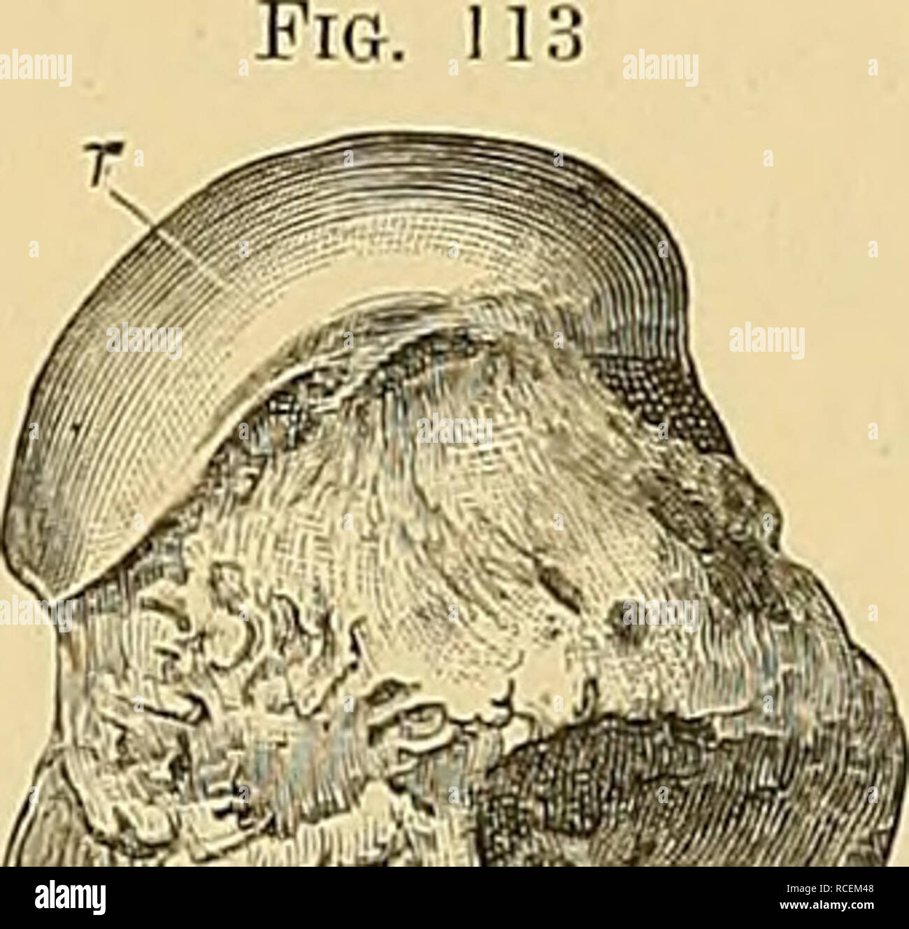 . Dinocerata : a monograph of an extinct order of gigantic mammals ...