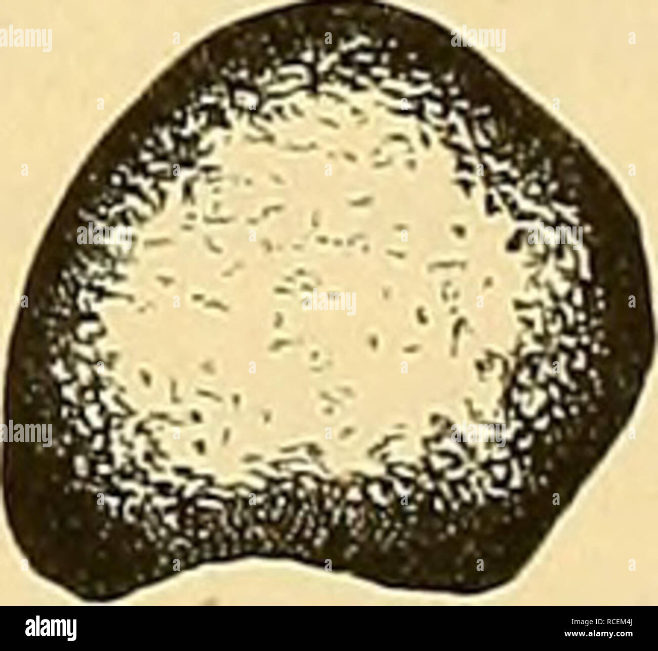 . Dinocerata : a monograph of an extinct order of gigantic mammals ...