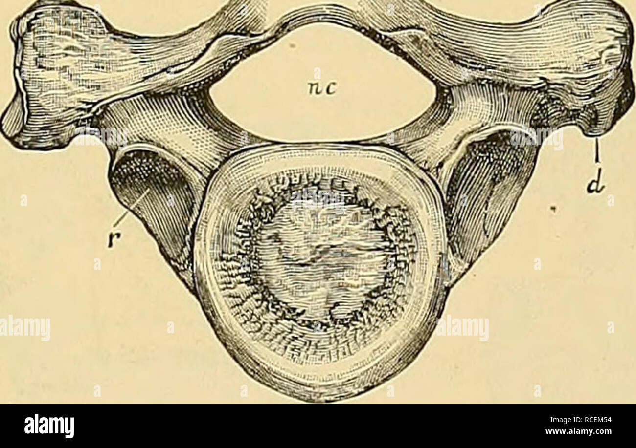 . Dinocerata : a monograph of an extinct order of gigantic mammals ...