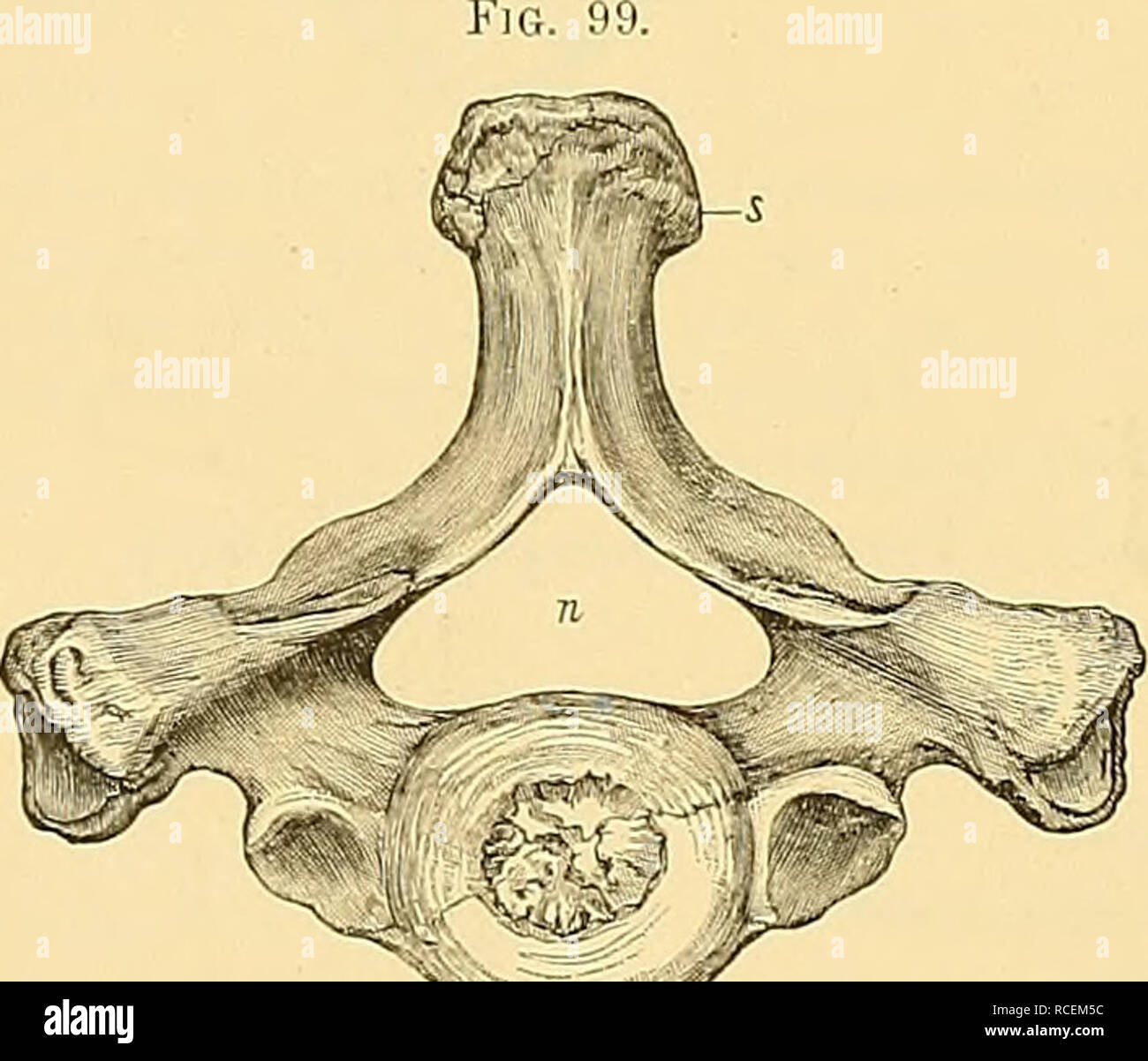 . Dinocerata : a monograph of an extinct order of gigantic mammals ...