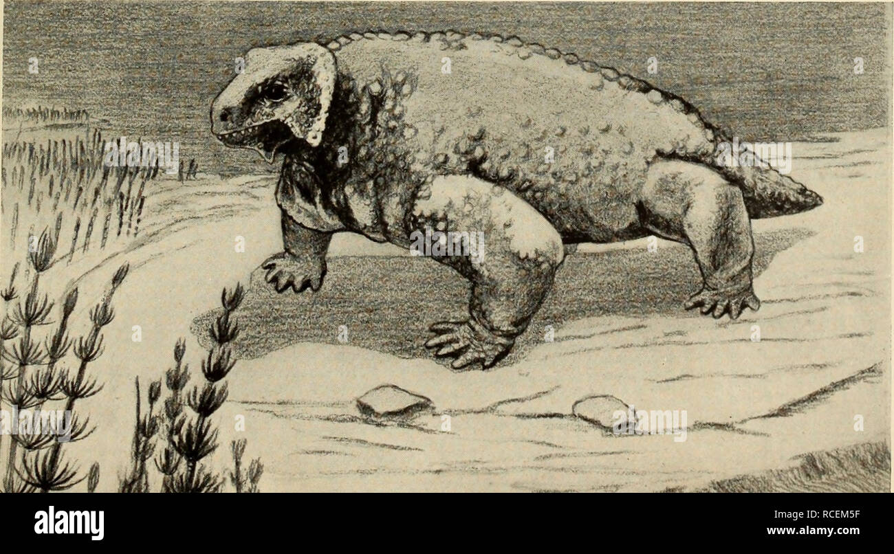 . The dinosaur book : the ruling reptiles and their relatives ...