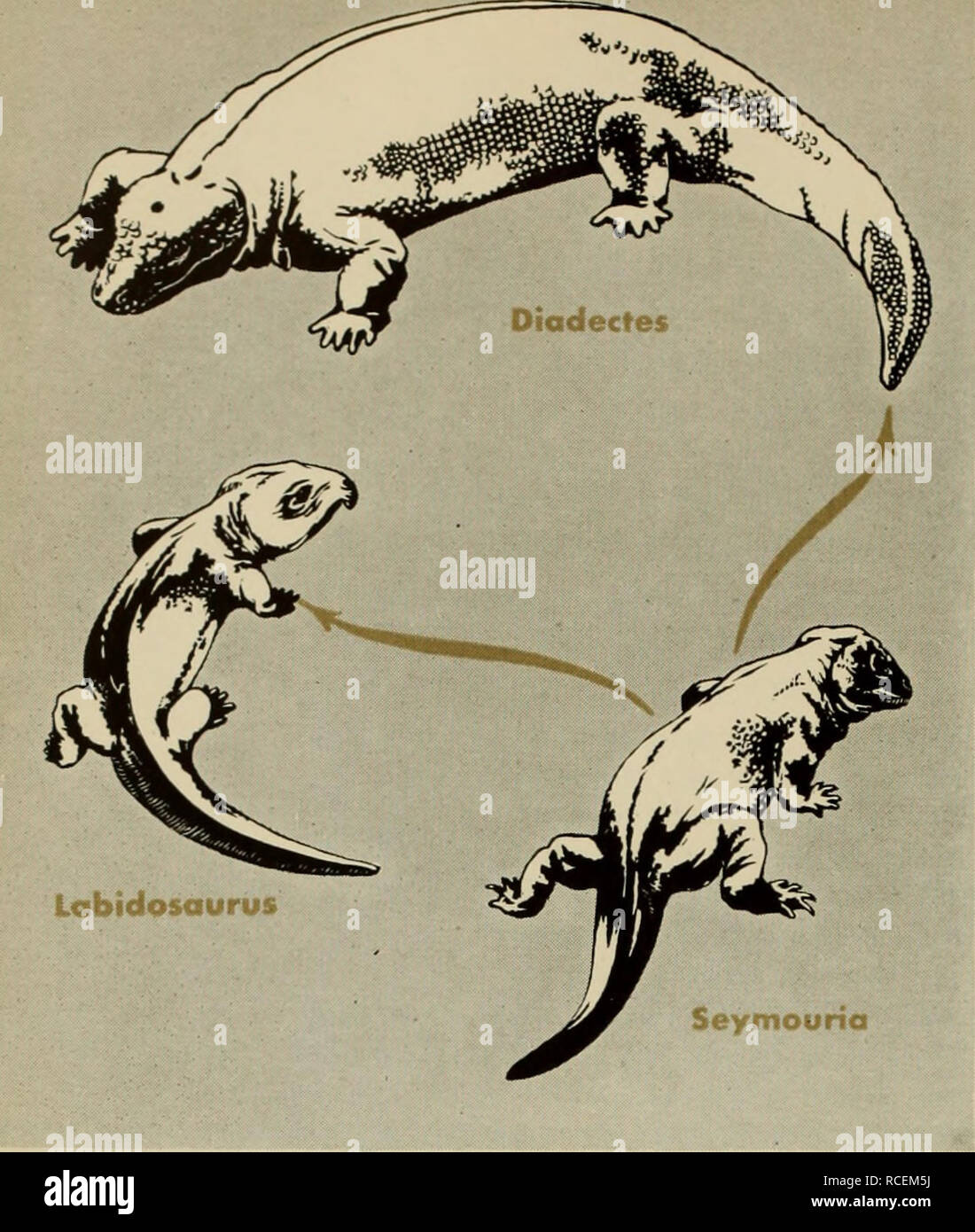 Descended from dinosaurs hi-res stock photography and images - Alamy