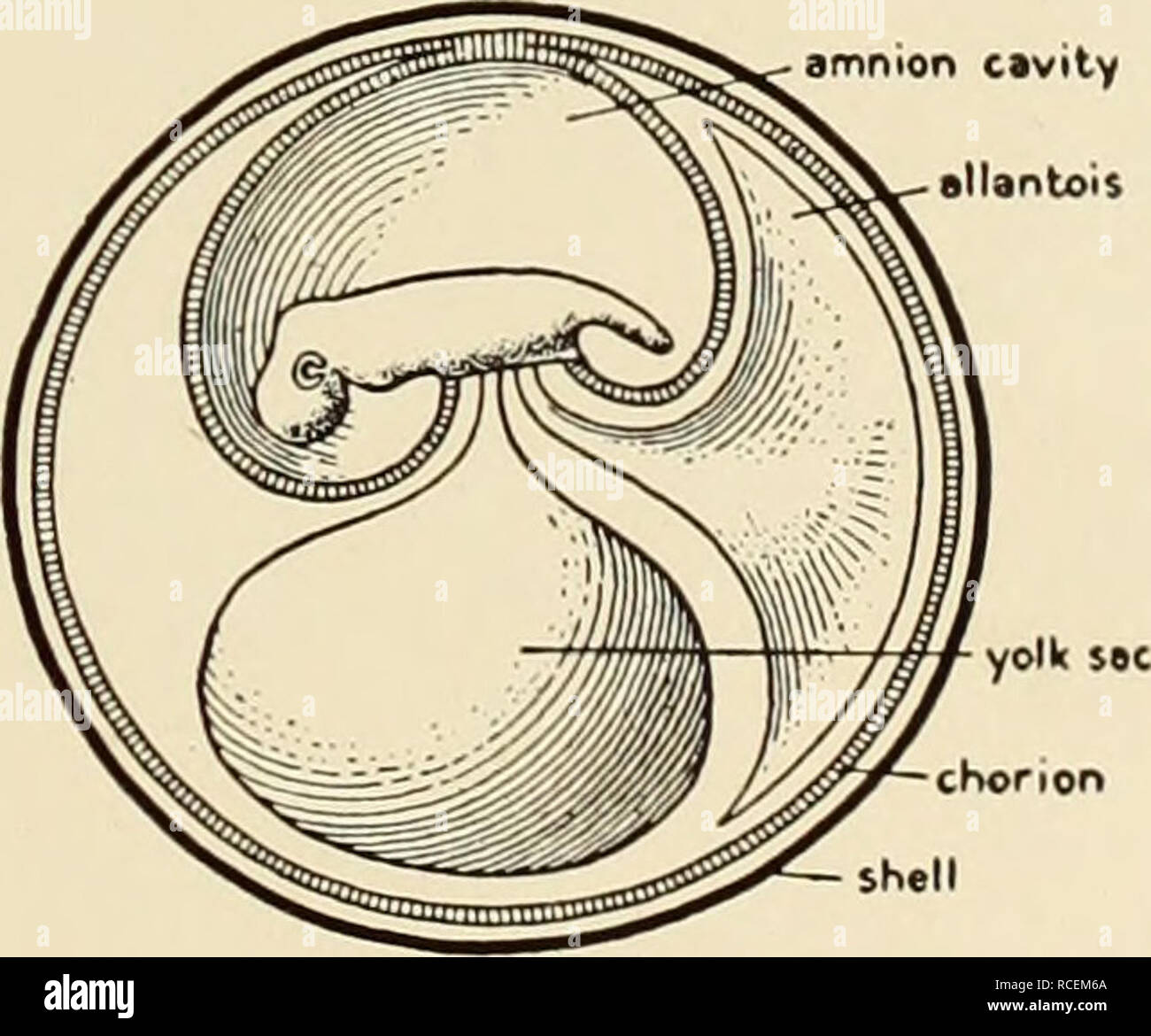 . The dinosaur book : the ruling reptiles and their relatives ...