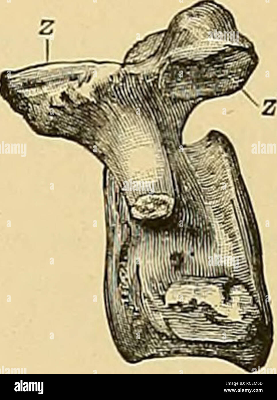 . Dinocerata : a monograph of an extinct order of gigantic mammals ...