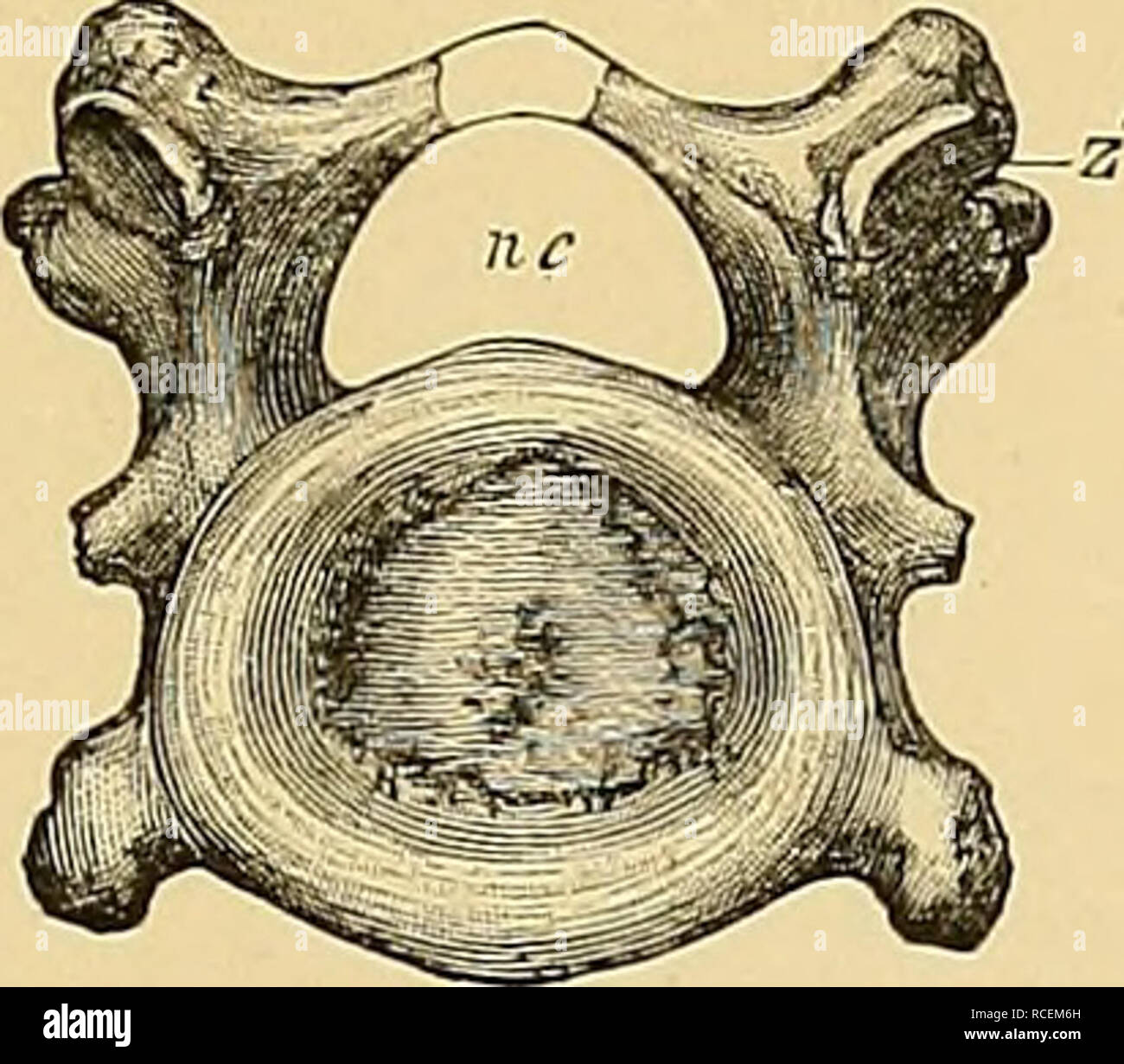 . Dinocerata : a monograph of an extinct order of gigantic mammals ...