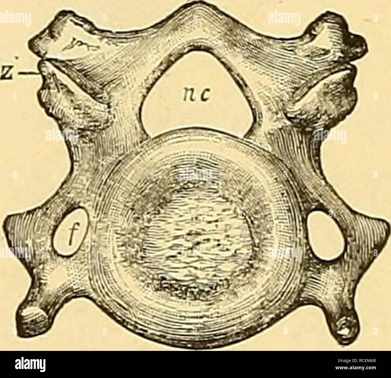 . Dinocerata : a monograph of an extinct order of gigantic mammals ...