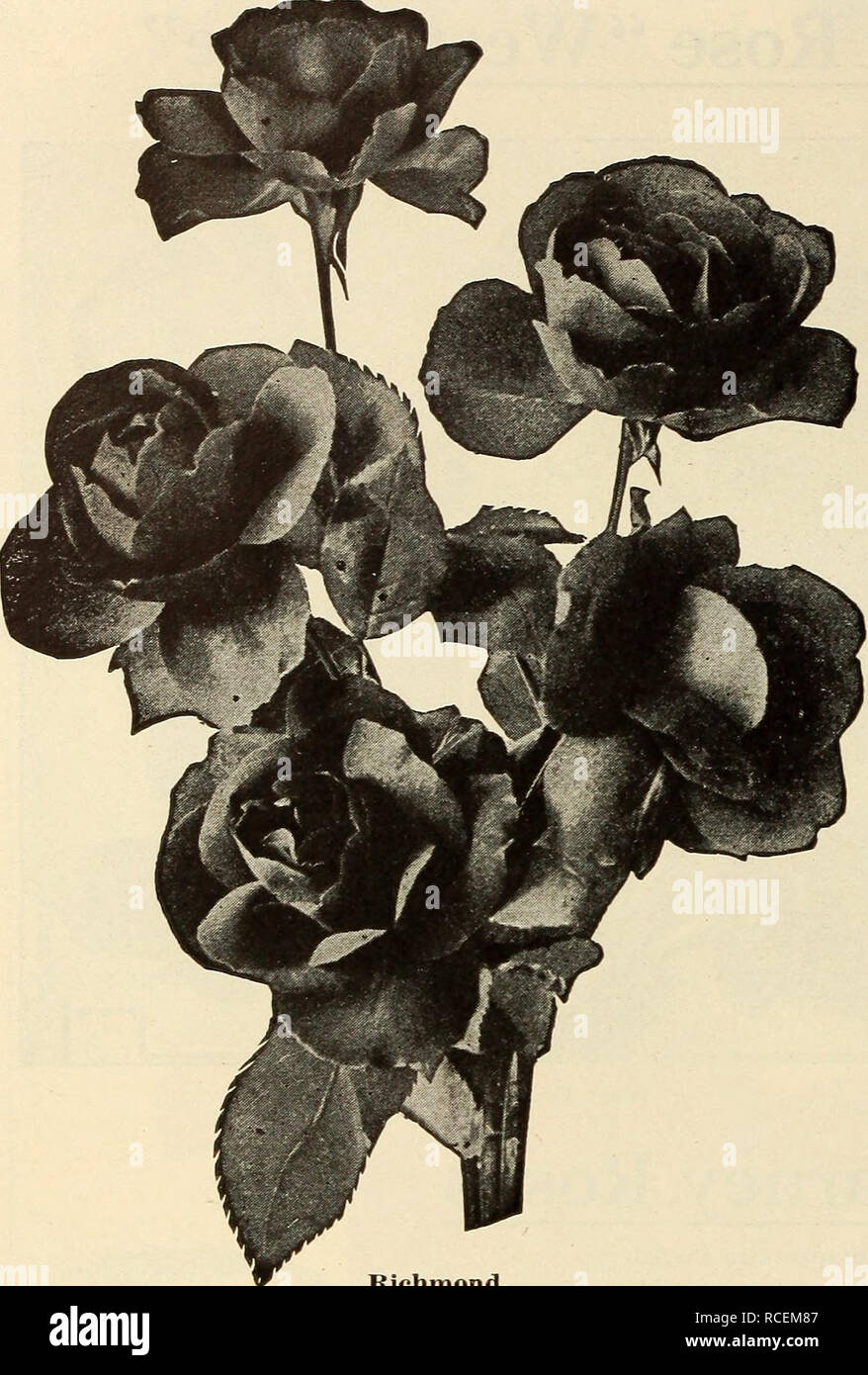 . Dingee guide to rose culture. FOUNDEI 1650 DiNGEE Guide To Rose ...