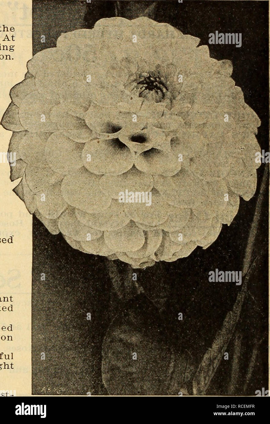 Labeled petals hi-res stock photography and images - Alamy