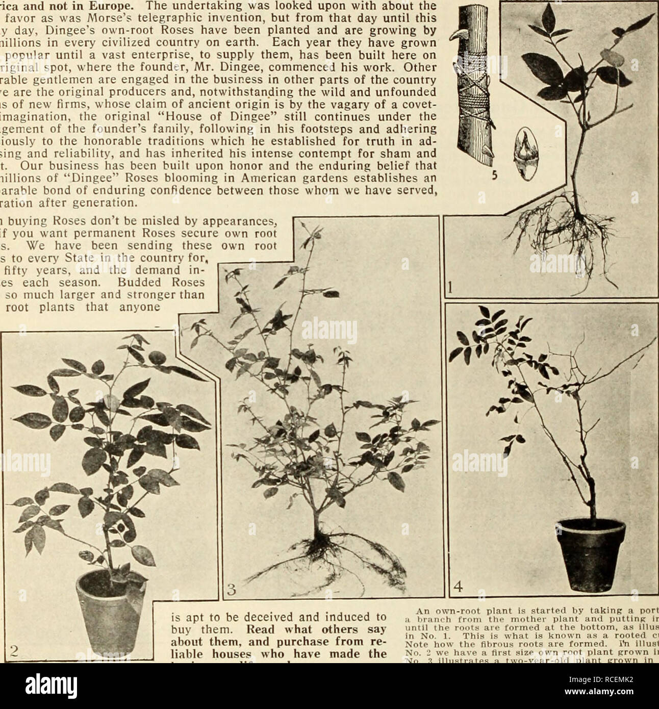 Mr charles day rose hi-res stock photography and images - Alamy