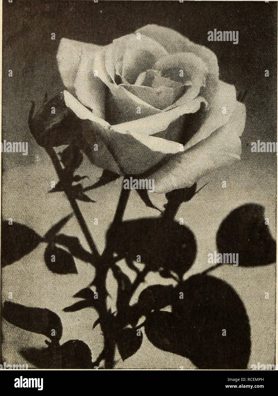 . Dingee guide to rose culture : for more than 60 years an authority ...