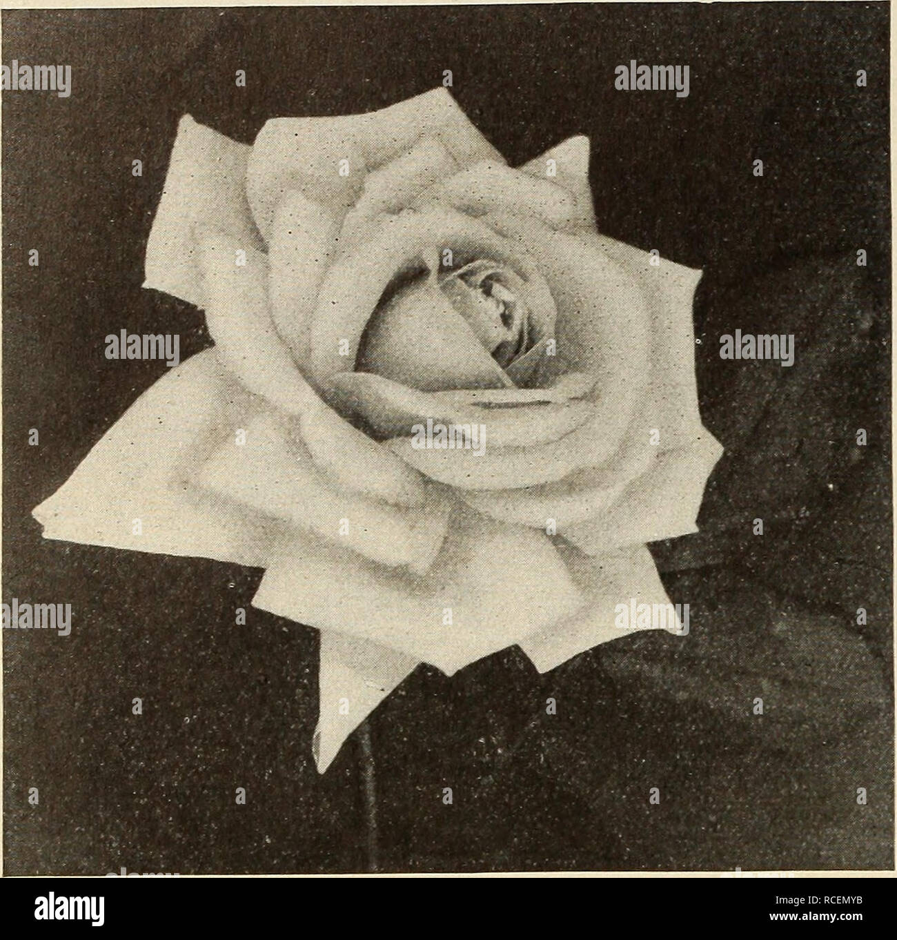 . Dingee guide to rose culture : for more than 60 years an authority ...