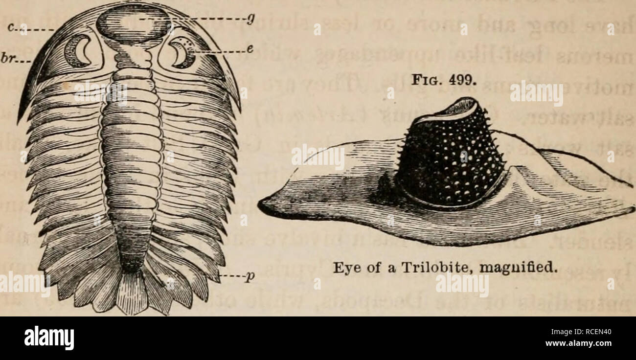 Trilobite eye hi-res stock photography and images - Alamy
