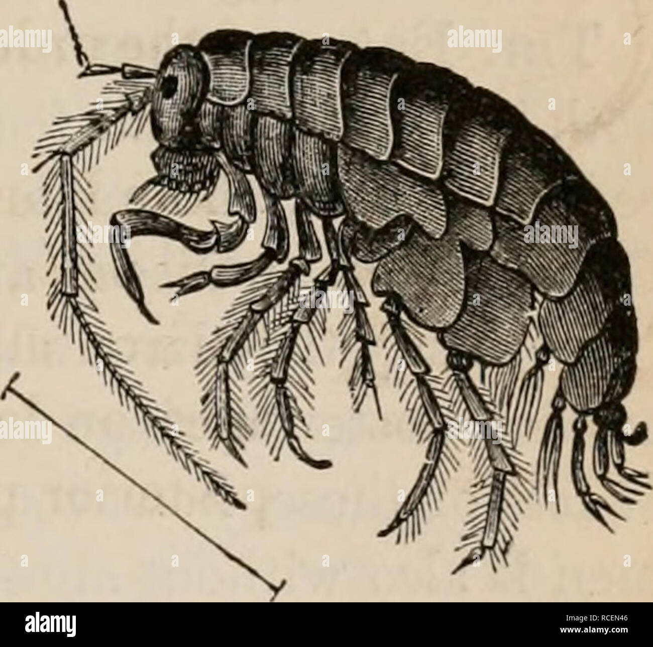 . Elements of zoölogy : a textbook. Zoology. TETEADECAPODA. 363 FIG ...