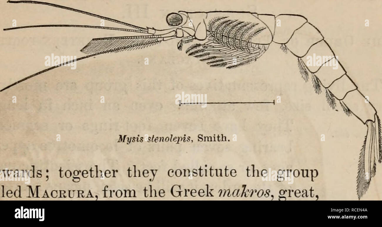 Stomapods hi-res stock photography and images - Alamy