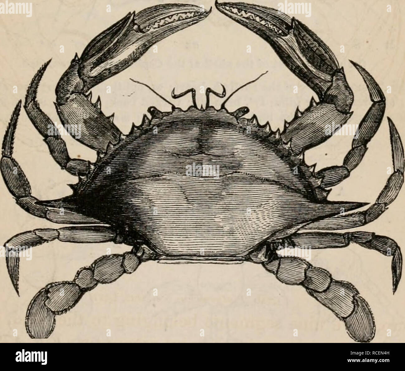 Males have triangular abdomen hi-res stock photography and images - Alamy