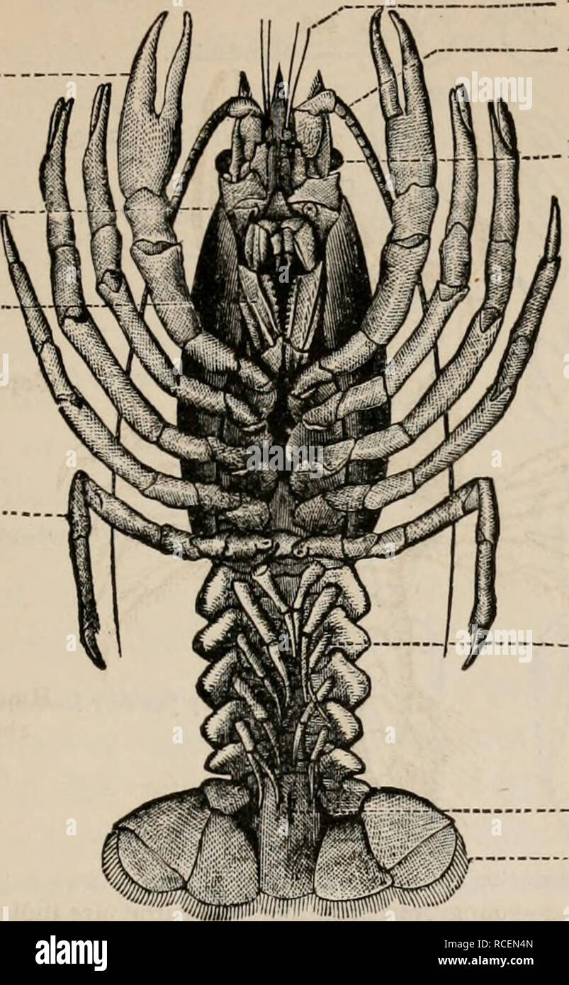 . Elements of zoölogy : a textbook. Zoology. CRUSTACEA CONSIDERED AS A ...
