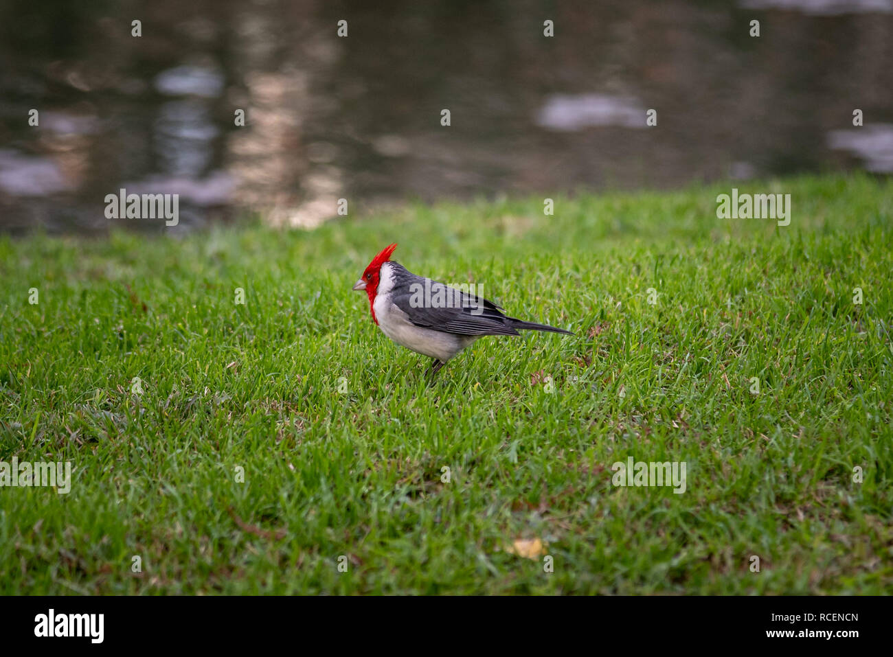 Bright Crimson Cardinal Isolated on grass background Stock Photo - Alamy