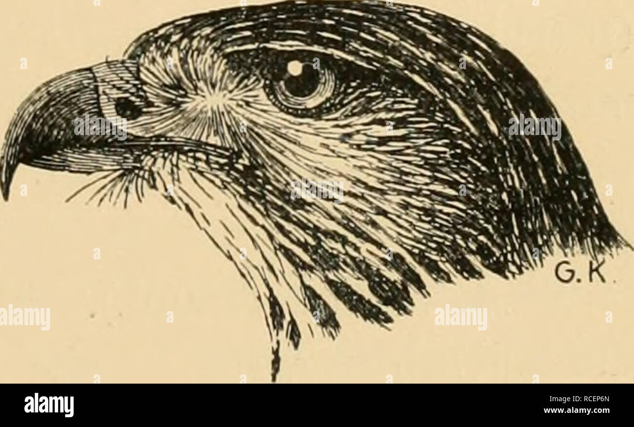 Langer lauf hi-res stock photography and images - Alamy