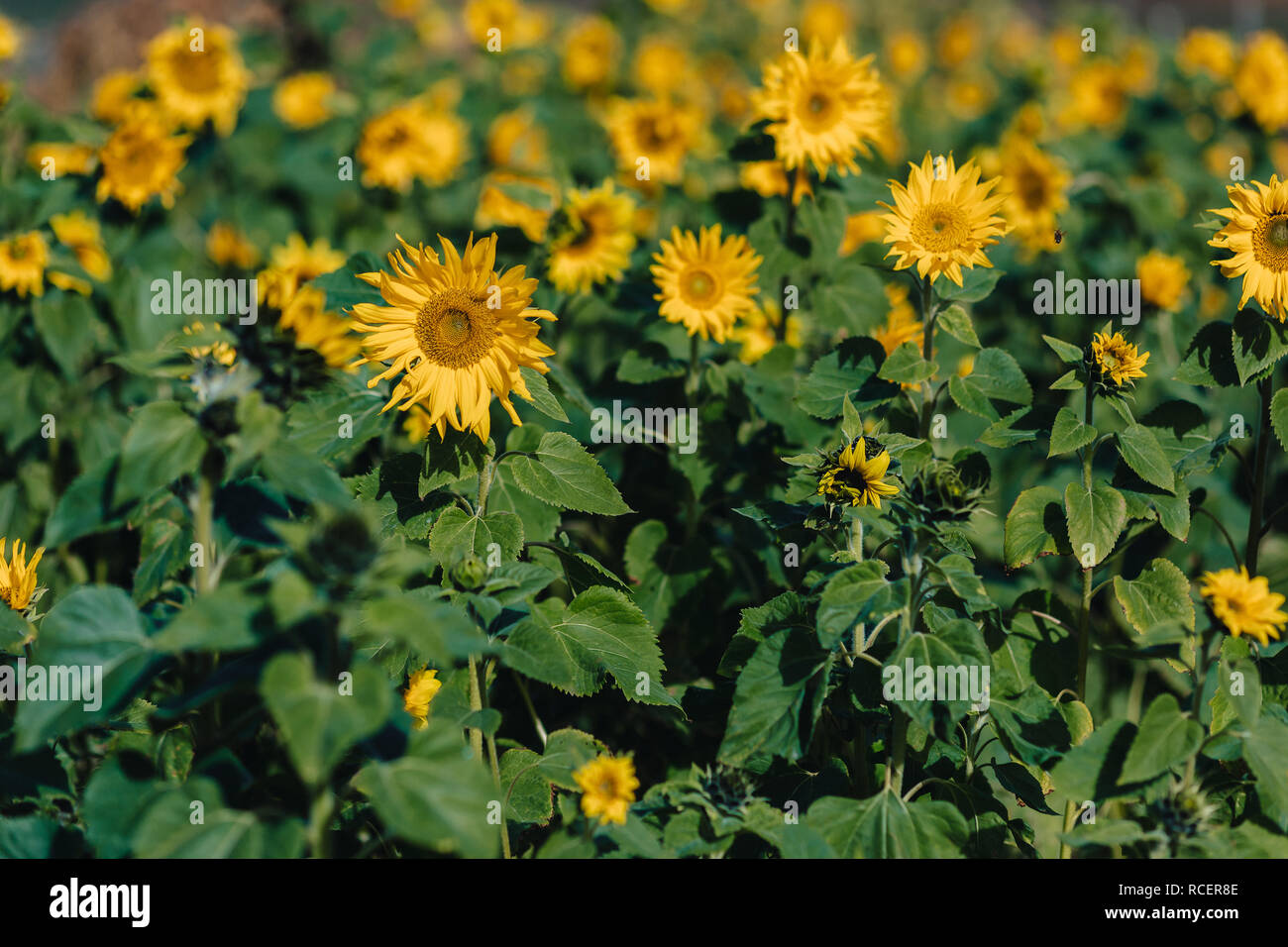 colorful sunflowers at mountain field, alpine, bee Stock Photo - Alamy