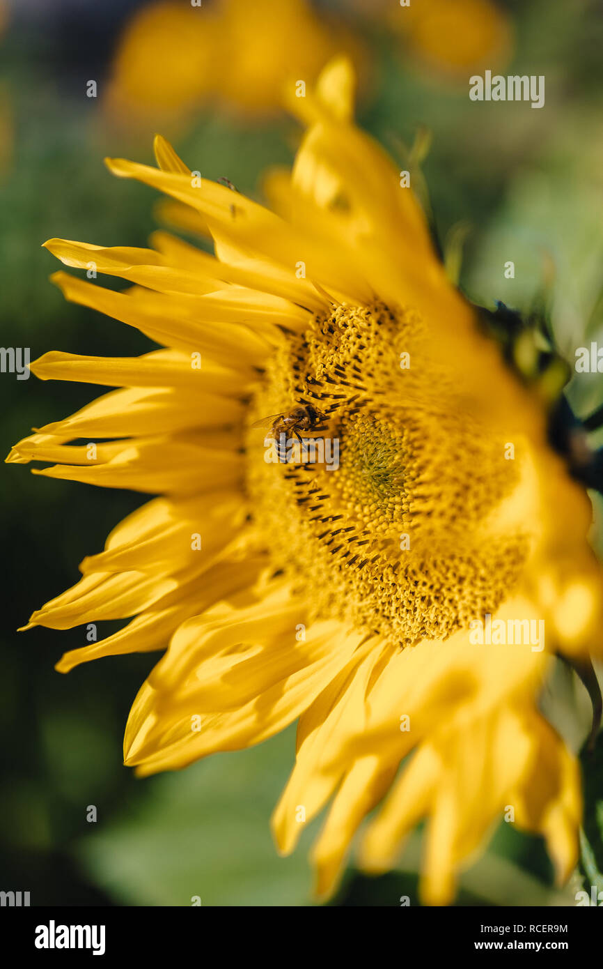 colorful sunflowers at mountain field, alpine, bee Stock Photo - Alamy