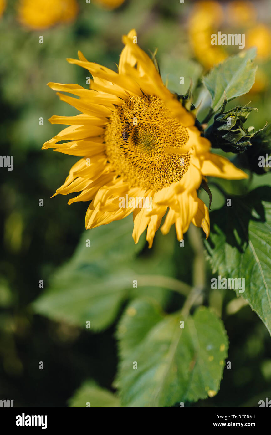 colorful sunflowers at mountain field, alpine, bee Stock Photo - Alamy