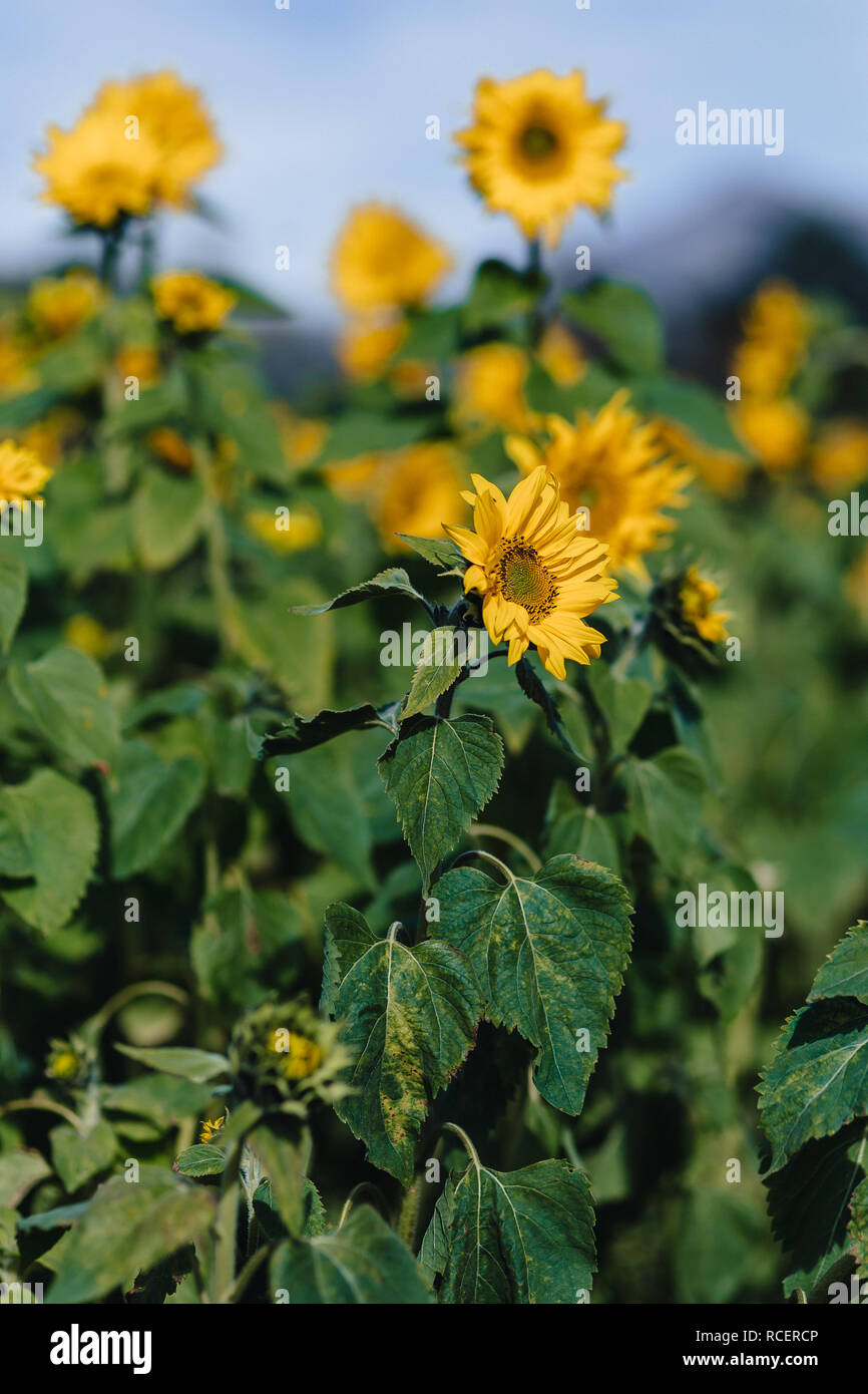 colorful sunflowers at mountain field, alpine, bee Stock Photo - Alamy