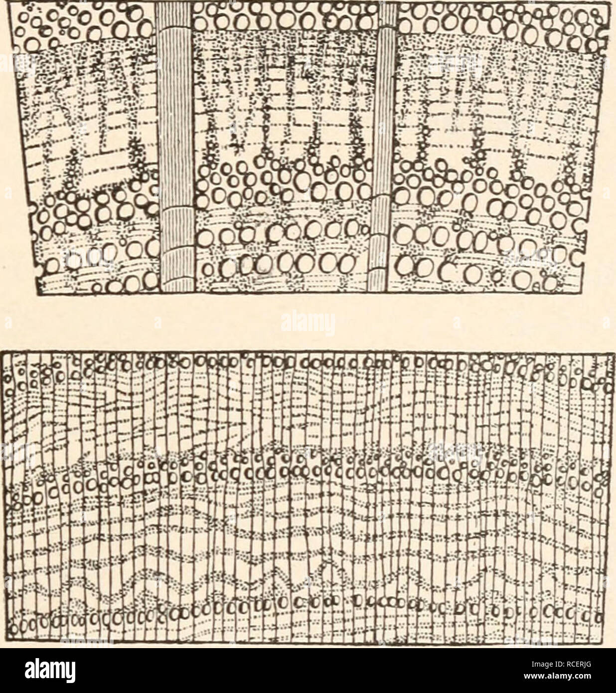 . Elements of plant anatomy;. Botany -- Anatomy. ANATOMY OF TISStJES ...