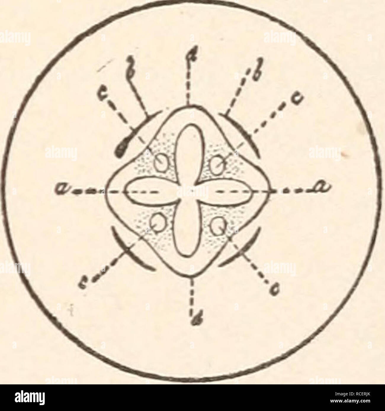 . Elements of plant anatomy;. Botany -- Anatomy. ANATOMY OF TISSUES ...