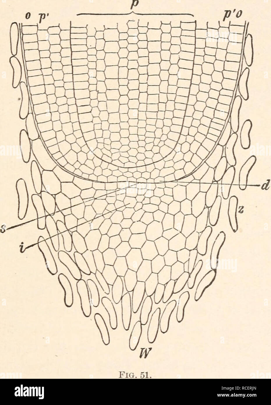 . Elements of plant anatomy;. Botany -- Anatomy. ANATOMY OF TISSUES ...