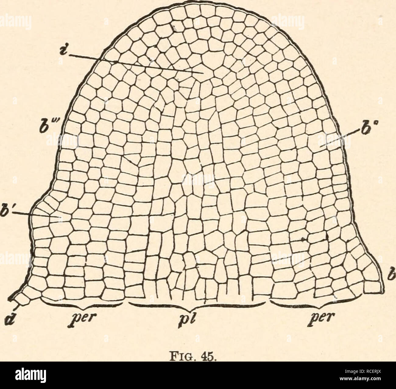 Meristematic tissue hi-res stock photography and images - Alamy