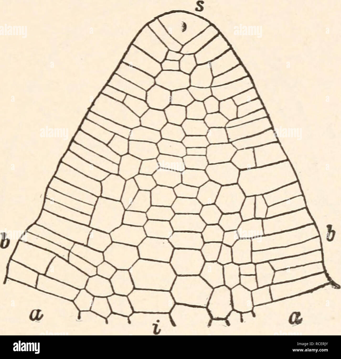 . Elements of plant anatomy;. Botany -- Anatomy. ANATOMY OF TISSUES ...