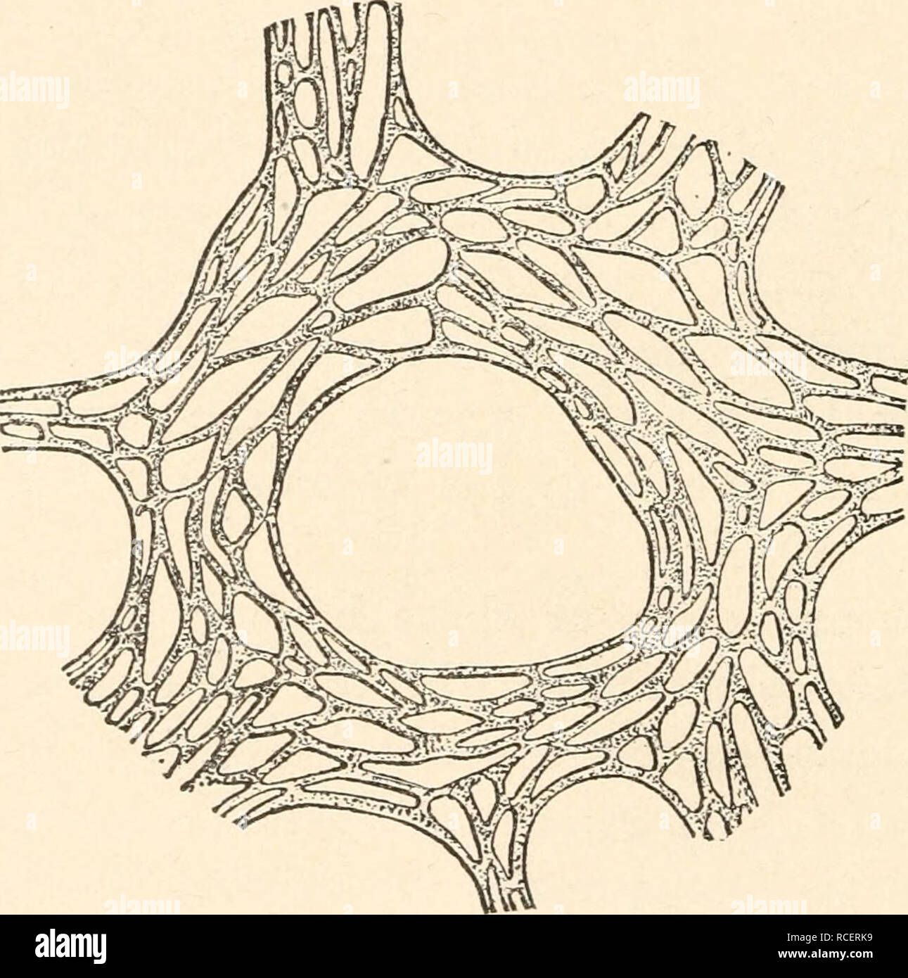. Elements of plant anatomy;. Botany -- Anatomy. 72 ELEMENTS OF PLANT ...