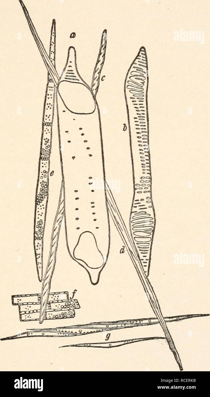 . Elements of plant anatomy;. Botany -- Anatomy. Anatomy of tissue^. 65 ...