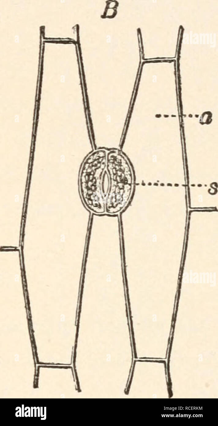 Cross section of a root system hi-res stock photography and images - Alamy