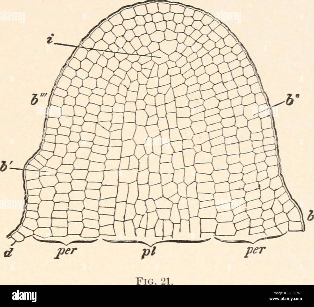 . Elements of plant anatomy;. Botany -- Anatomy. ANATOMY OF TISSUES. 45 ...