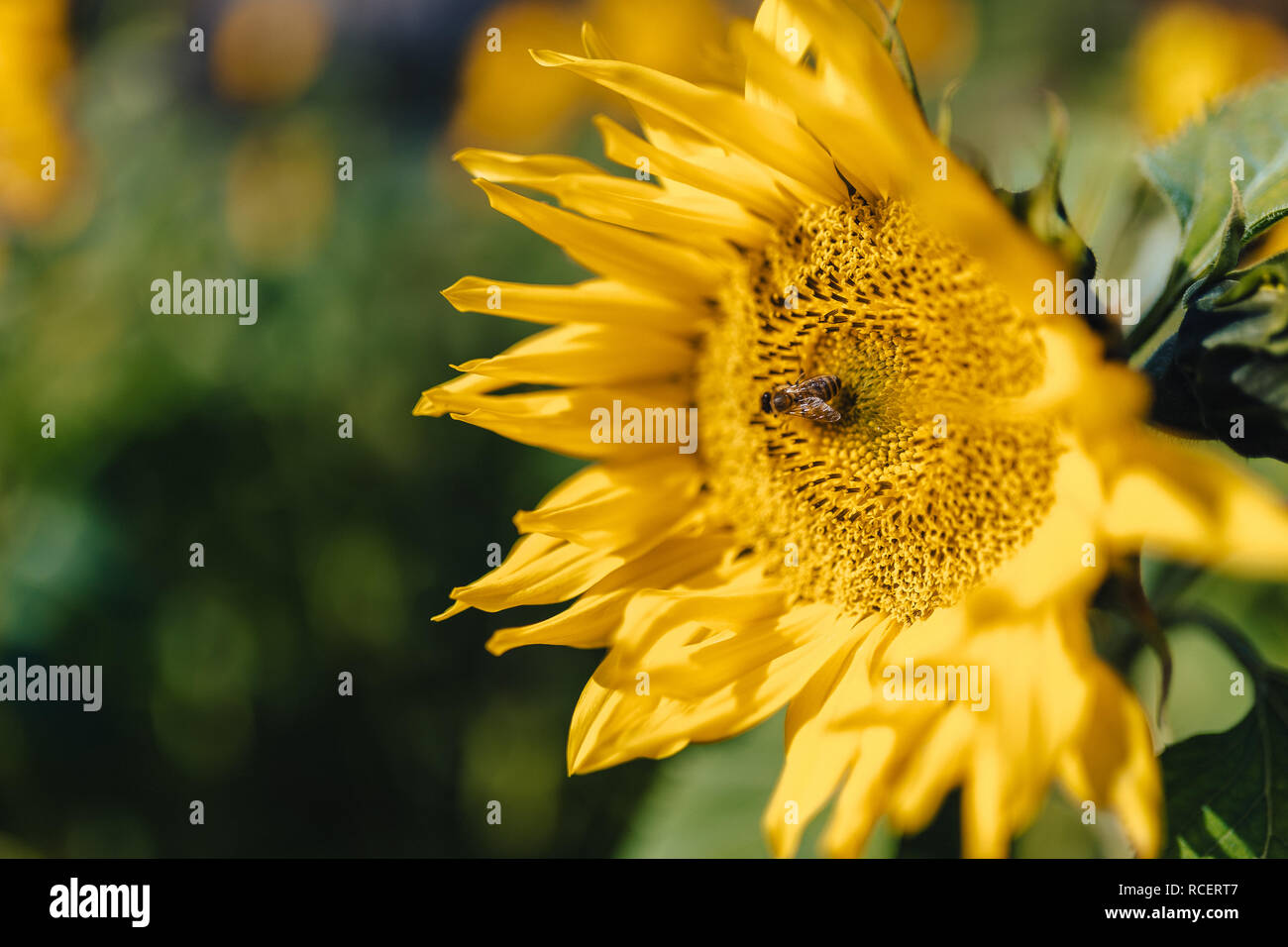 colorful sunflowers at mountain field, alpine, bee Stock Photo - Alamy