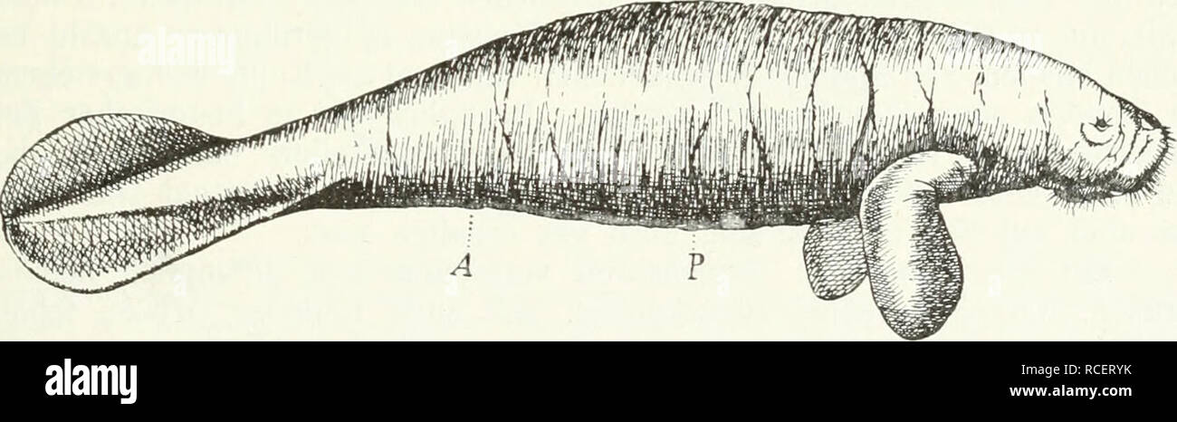 Palaeomastodon hi-res stock photography and images - Alamy