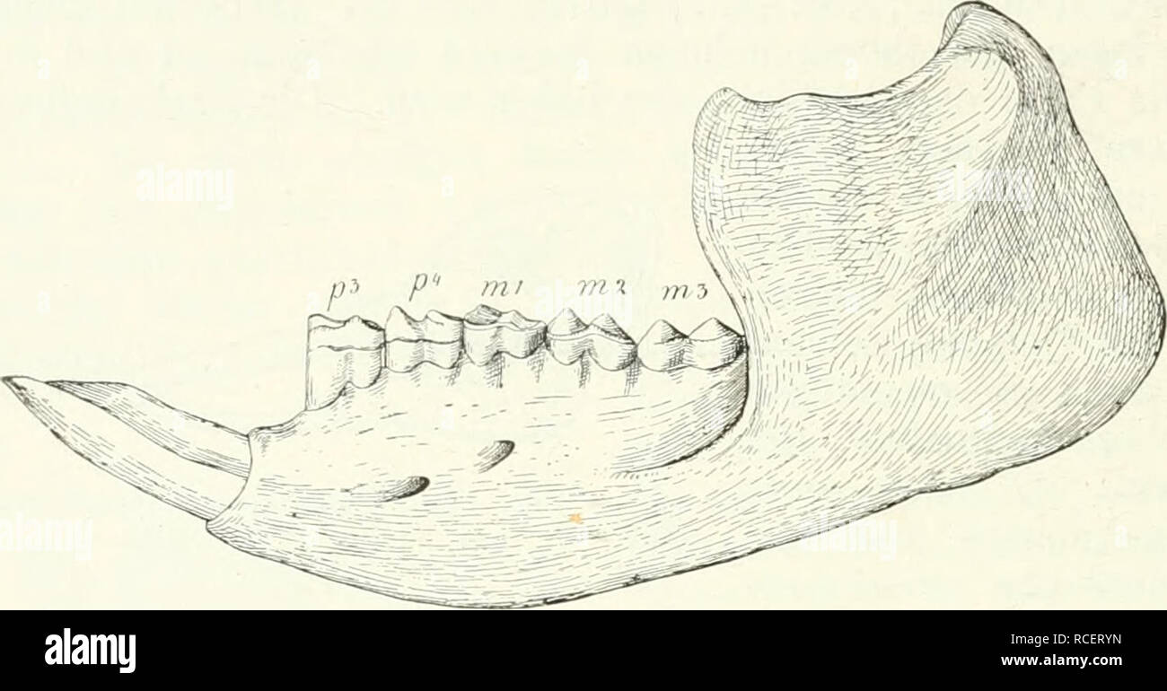 Fossil suchen hi-res stock photography and images - Alamy