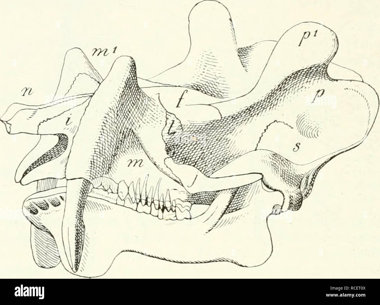 Tragen anatomie hi-res stock photography and images - Alamy