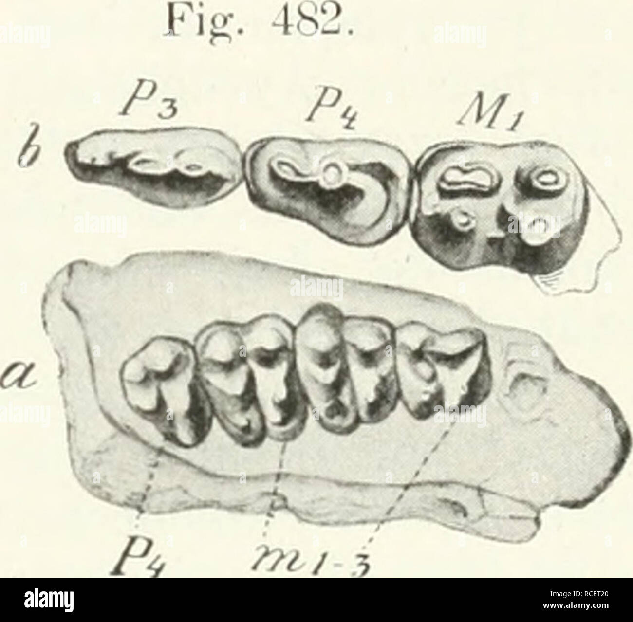 . Die Säugetiere. Einführung in die Anatomie und Systematik der ...