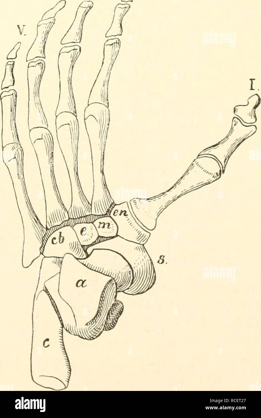 Ulna anatomie hi-res stock photography and images - Alamy