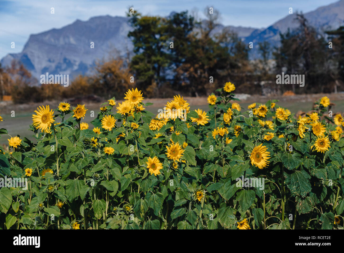 colorful sunflowers at mountain field, alpine, bee Stock Photo - Alamy
