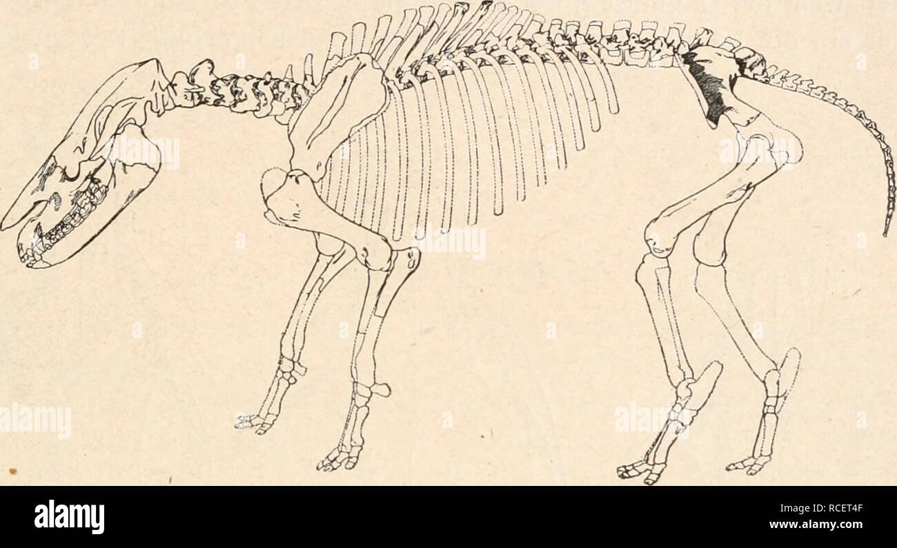 Evolution der pferde hi-res stock photography and images - Alamy