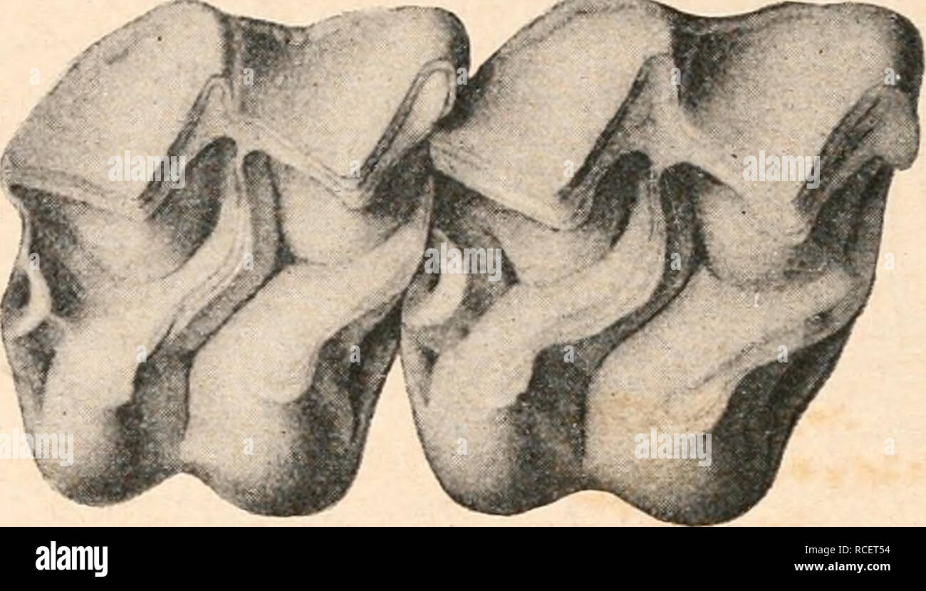 Parahippus hi-res stock photography and images - Alamy