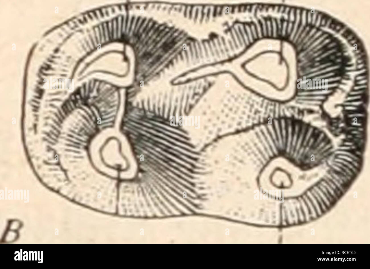 Hyracotherium hi-res stock photography and images - Alamy