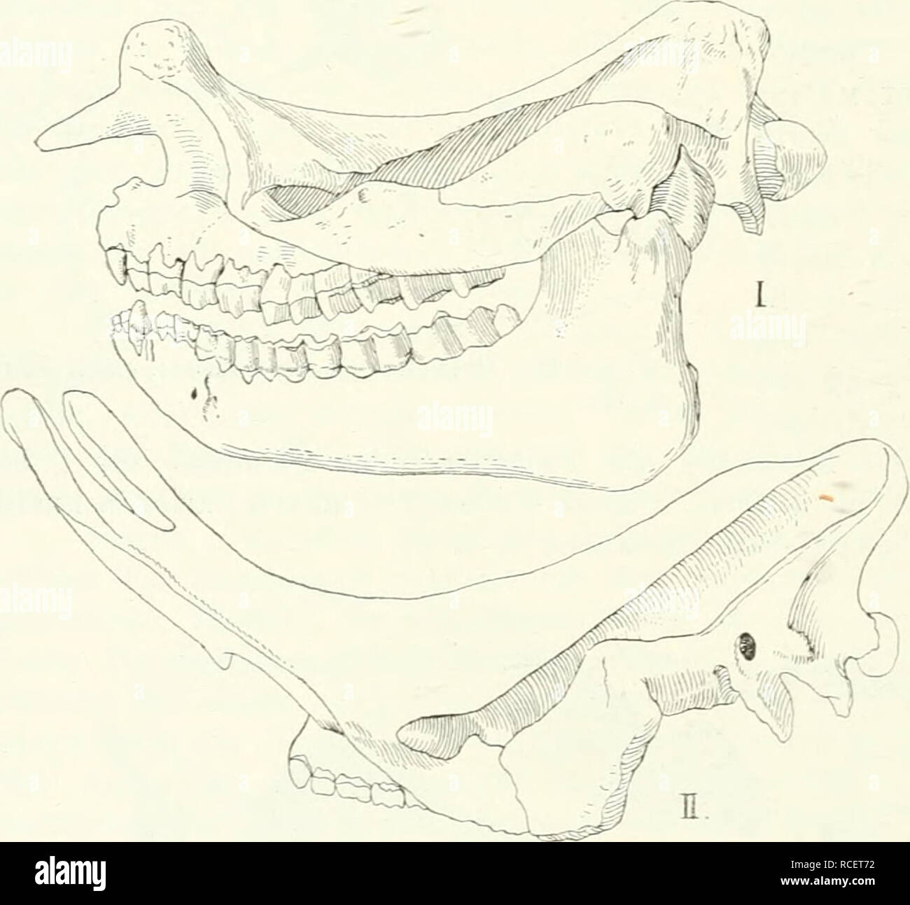 Ohgo hi-res stock photography and images - Alamy