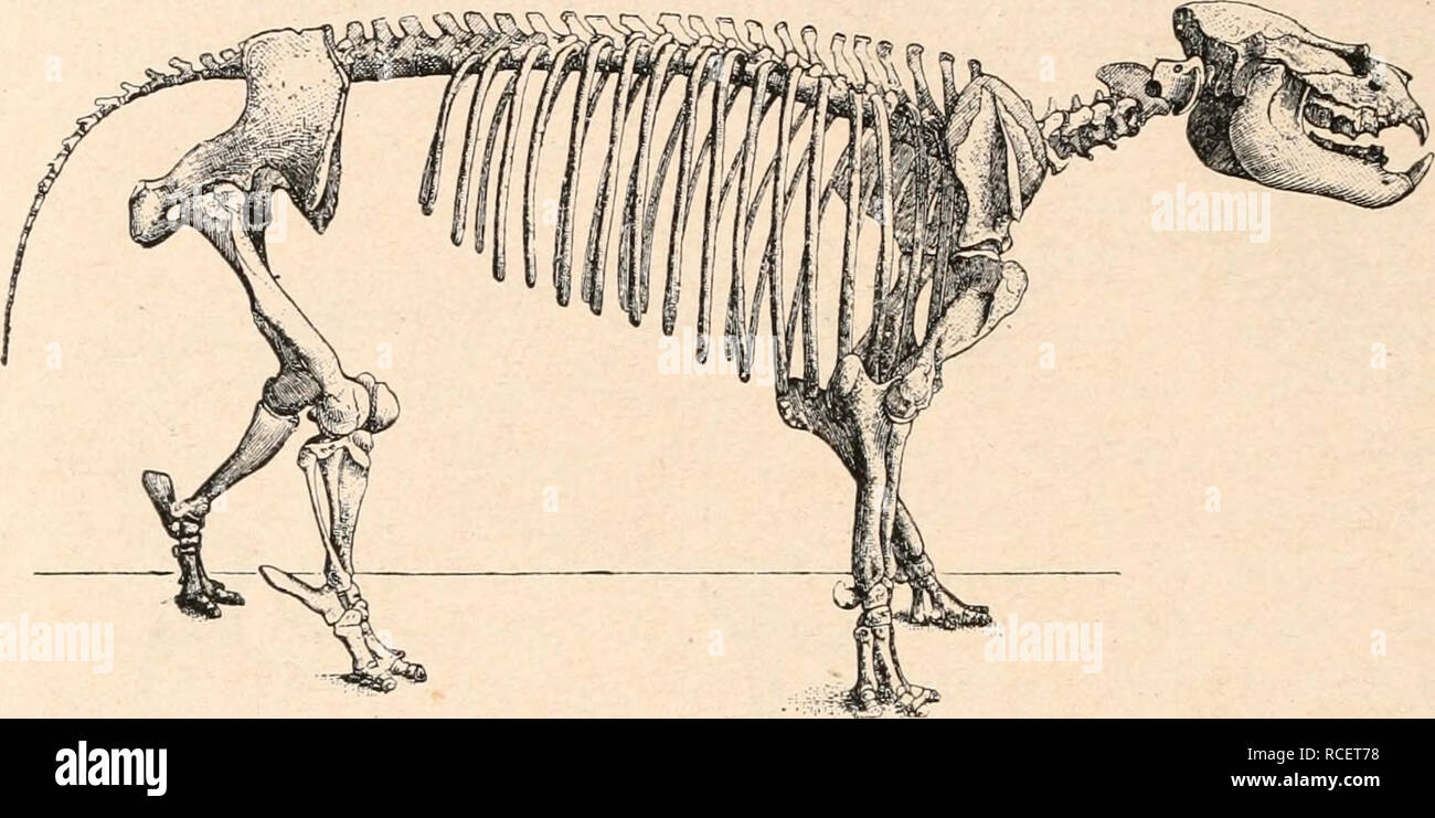 . Die stämme der wirbeltiere. Evolution; Paleontology; Vertebrates. 856 ...